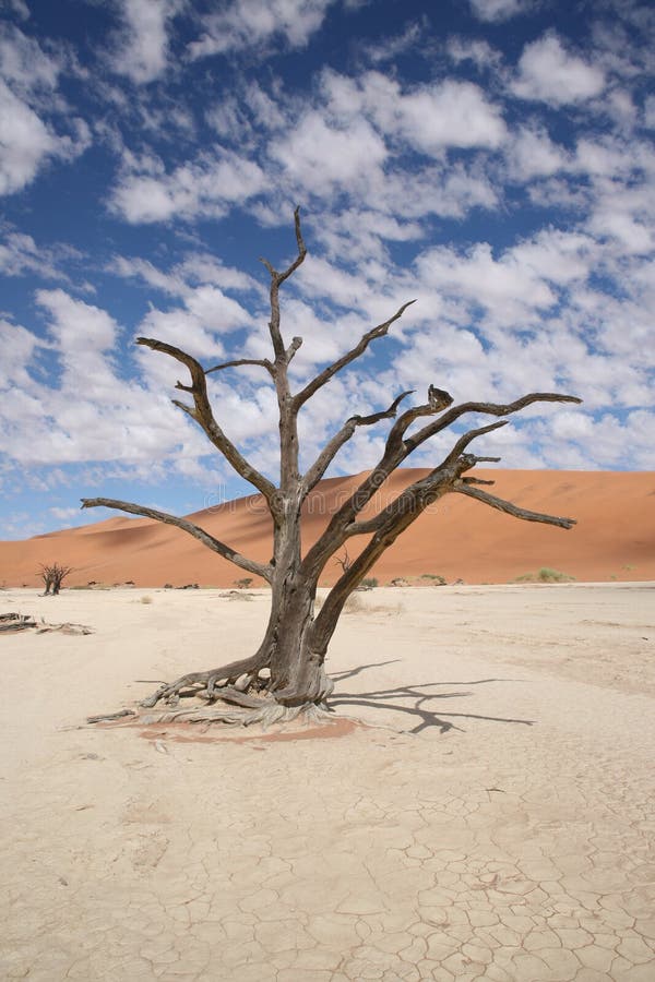 Tree in the desert stock photo. Image of nature, salt - 89071626