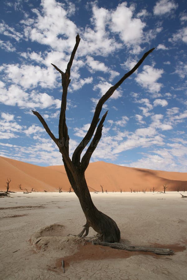 Tree in desert stock photo. Image of nature, sand, wisdom - 89071712