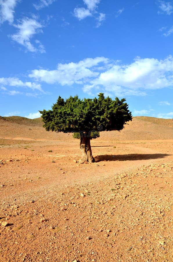 Tree stock photo. Image of turist, sahara, africa, adventure - 36015866