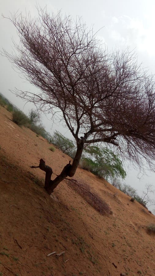 Tree in desert stock image. Image of beautiful, nice - 153602429