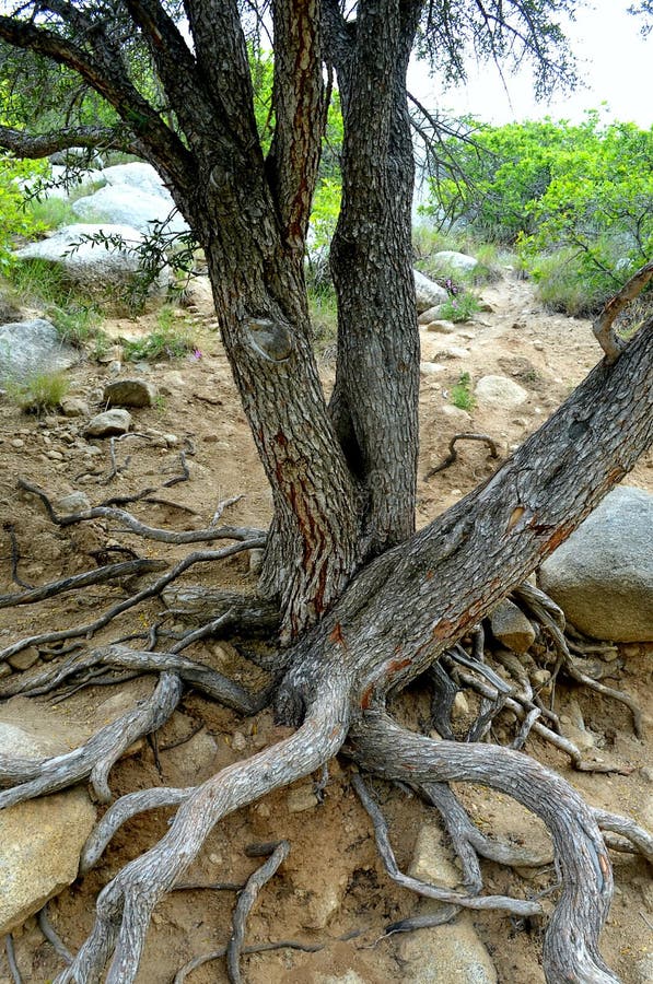 1,429 Desert Roots Photos - Free & Royalty-Free Stock Photos from ...