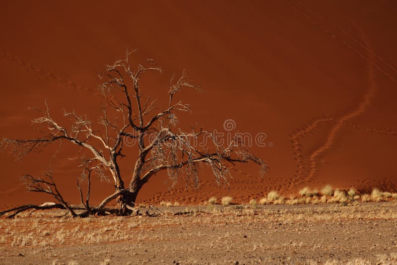 Tree and Desert Sand Dune stock photo. Image of dune - 28205026