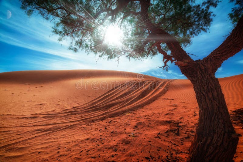The only Tree in the Desert Stock Image - Image of colorful, desert ...
