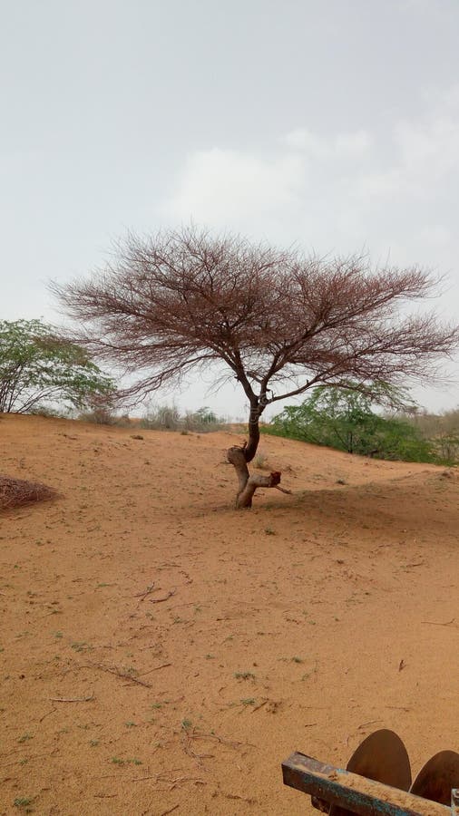 Tree in desert stock image. Image of brambles, tree - 153602457