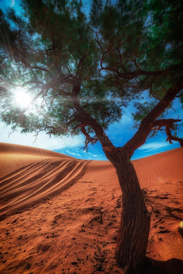 The only Tree in the Desert Stock Image - Image of trees, color: 302898171