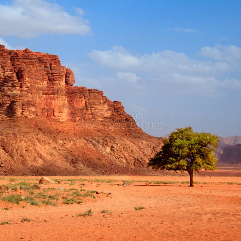 Tree in the Desert - Square Stock Photo - Image of outdoor, arabia ...