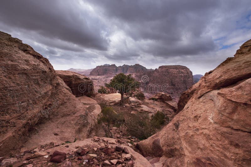 Tree in Deserted Mountains of Petra in Jordan Stock Photo - Image of ...