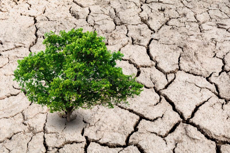 The Desolate Red Earth and Burnt Trees, Hit by Large Fires in the ...