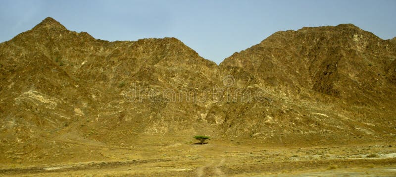Tree in desolate mountains stock photo. Image of barren - 10624660