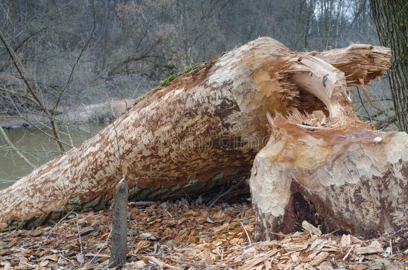 Tree destroyed by beaver stock photo. Image of broken - 36730422