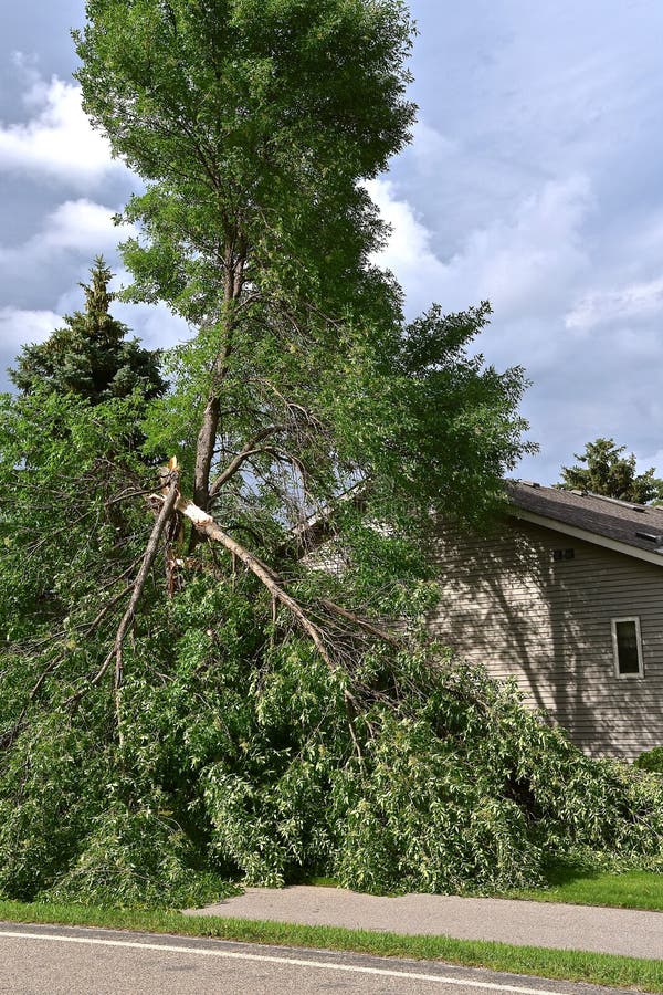 Tree Destroyed by a Summer Storm Stock Image - Image of street, twister ...