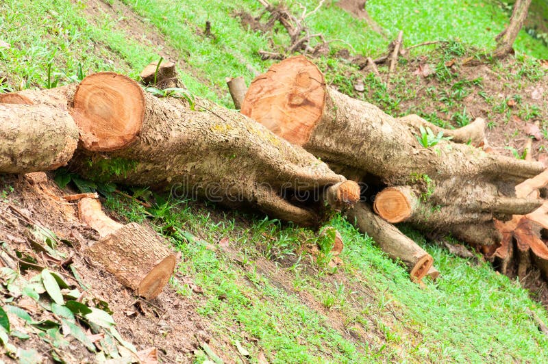 Tree Destruction stock image. Image of forest, protection - 15322287
