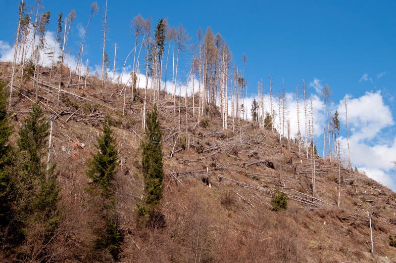 Tree Destruction by Hurricane Stock Image - Image of wind, blue: 24566121