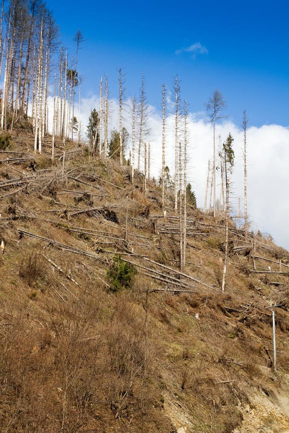 Tree Destruction by a Hurricane Stock Image - Image of catastrphy ...