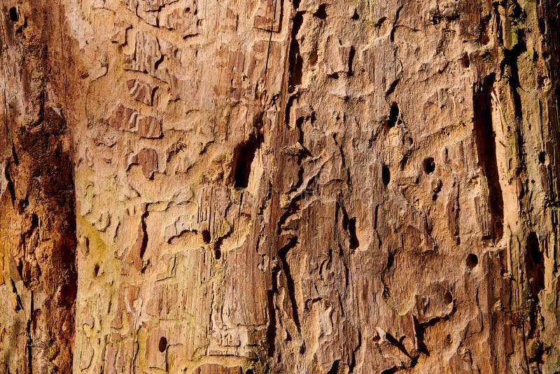 Tree Destruction by Insect Bark Bootle Woodworm Stock Photo - Image of ...