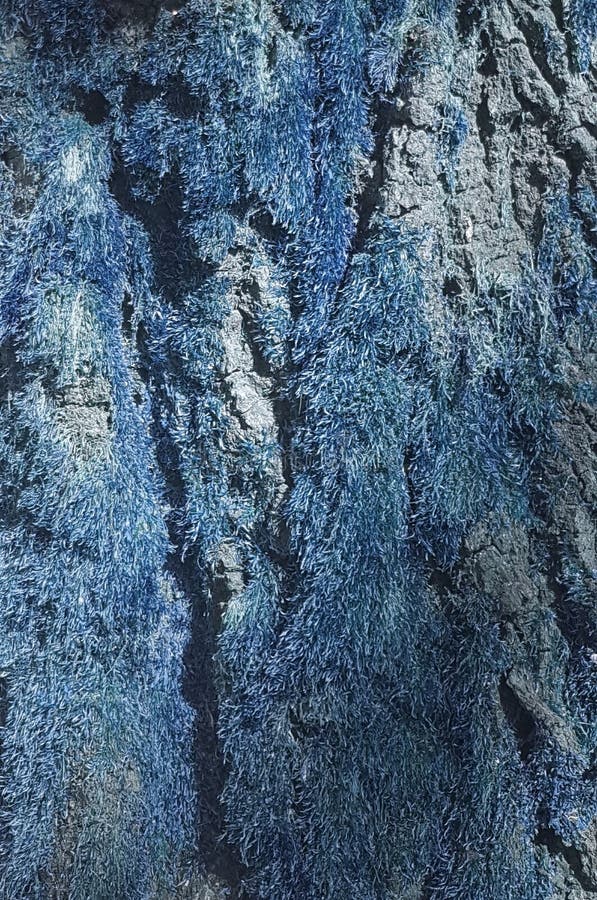 Tree Detail with Blue Color Stock Image - Image of beautiful, city ...