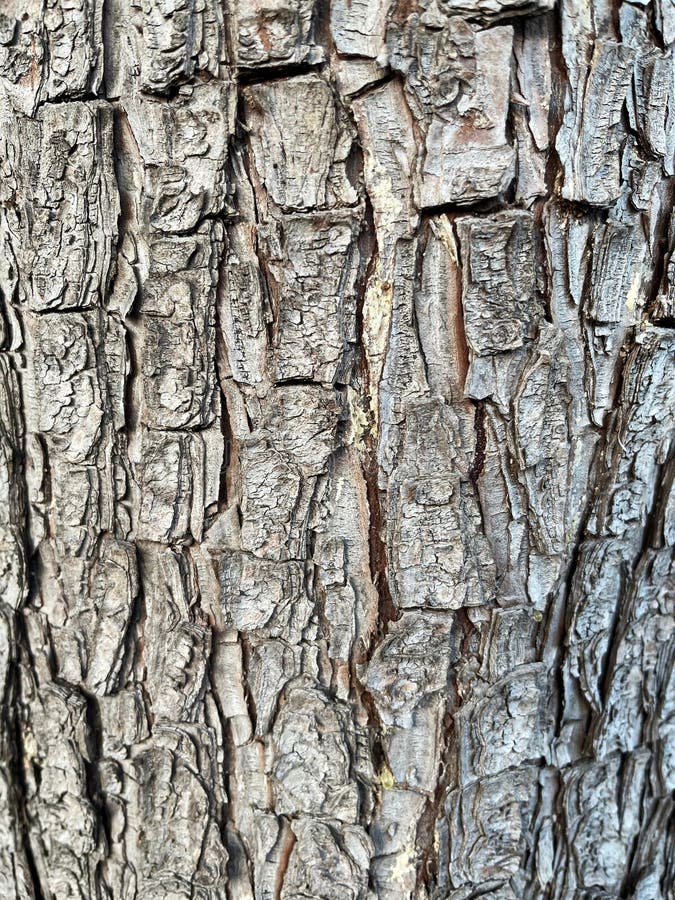 Tree detail stock photo. Image of natural, pattern, timber - 367166234