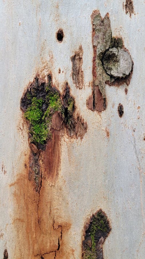 Tree, detail. stock image. Image of branch, plant, soil - 274027513