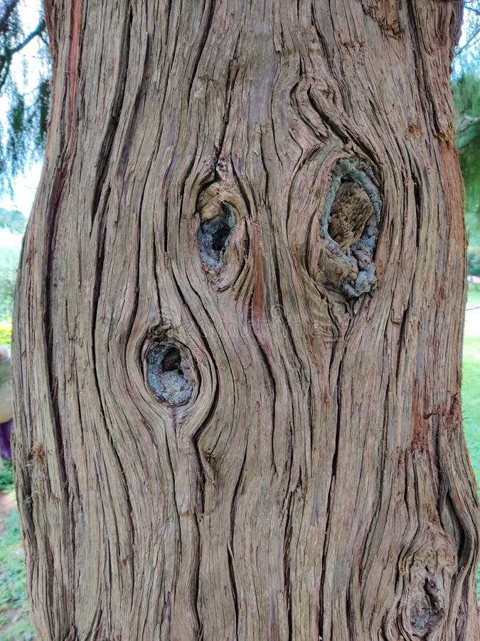 Tree with details stock image. Image of details, nature - 166190569