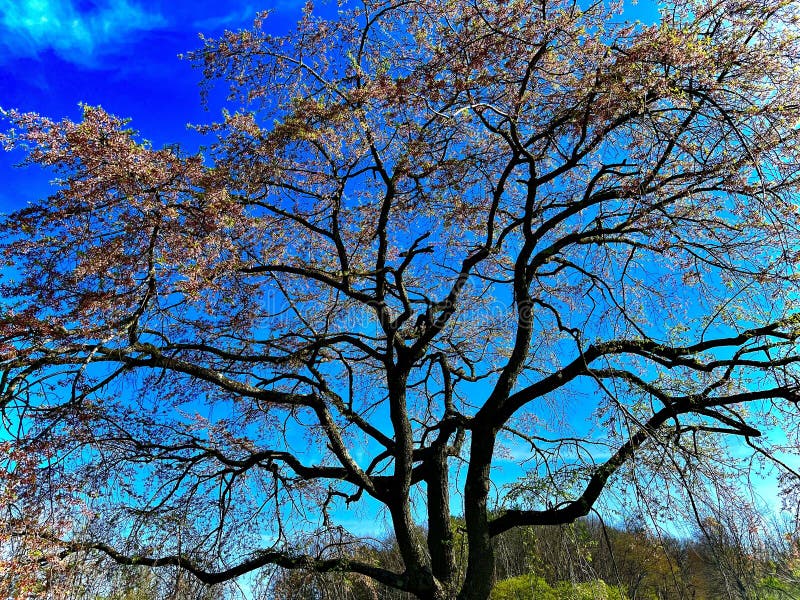 Tree Details and Beauty in Pennsylvania Stock Image - Image of sunlight ...