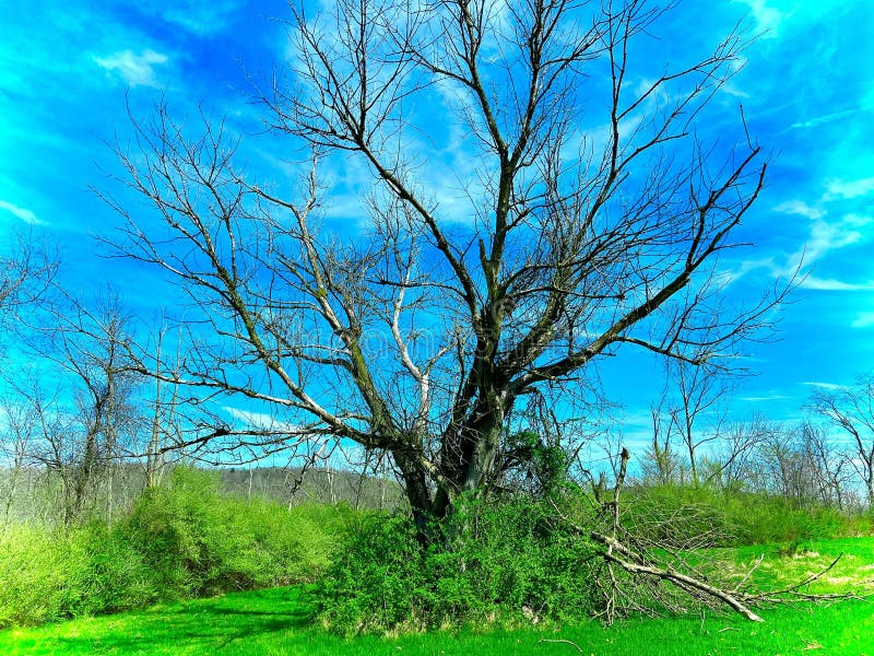 Tree Details and Beauty in Pennsylvania Stock Photo - Image of trunk ...