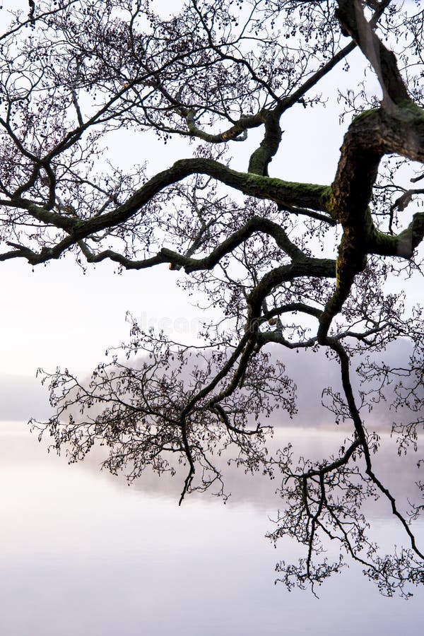 Tree with Curved Branches and Lake Behind Stock Image - Image of ...
