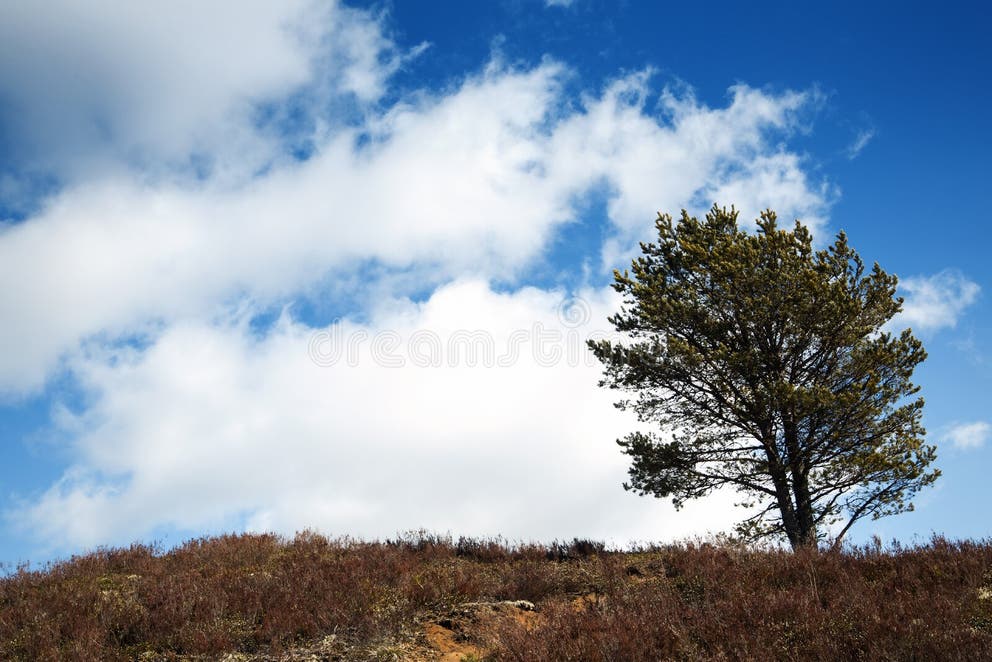 A Tree Detatched from Its Forest Stock Image - Image of detached ...