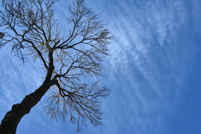 Tree Of Development Picture. Image: 2911805