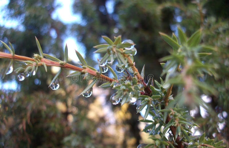 Tree with dew drops stock photo. Image of tree, bush - 67118210