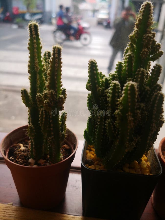 Tree Diamond Cylinder Miniâ€‹tree Stock Image - Image of tree, cylinder ...