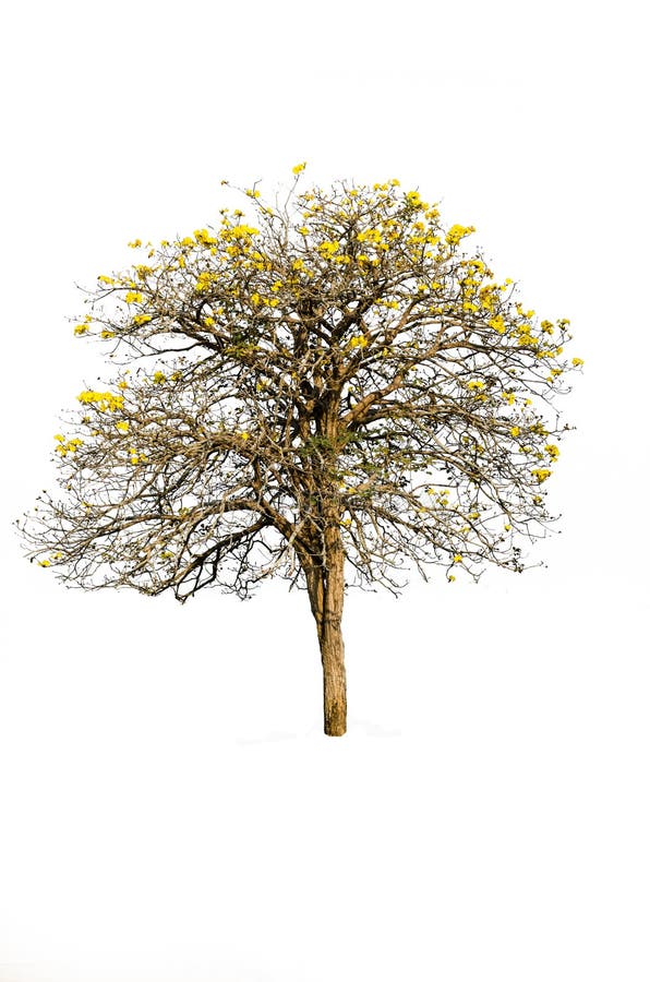 Tree Dicut at Isolated on White Background with Clipping Paths ...