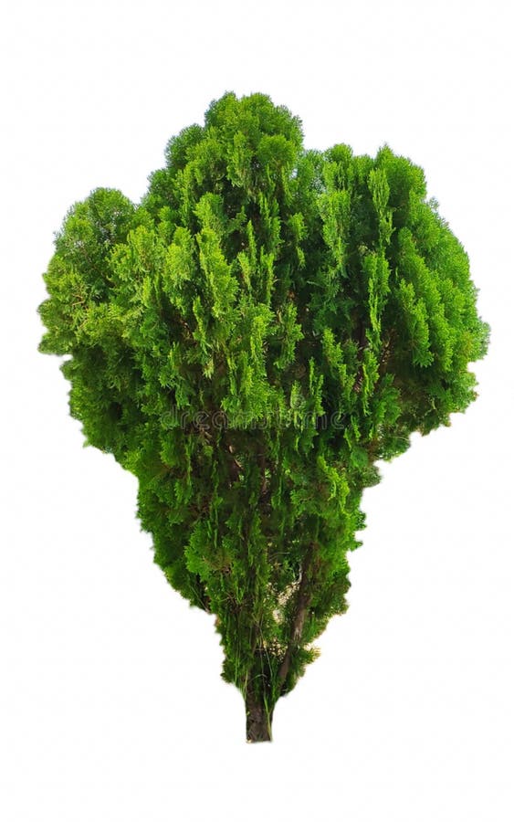 Tree Dicut at Isolated on White Background with Clipping Paths ...