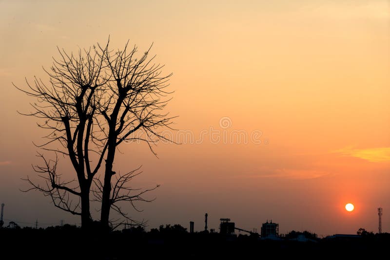 The Tree Died in the Evening Sky at Sunset. Stock Image - Image of city ...