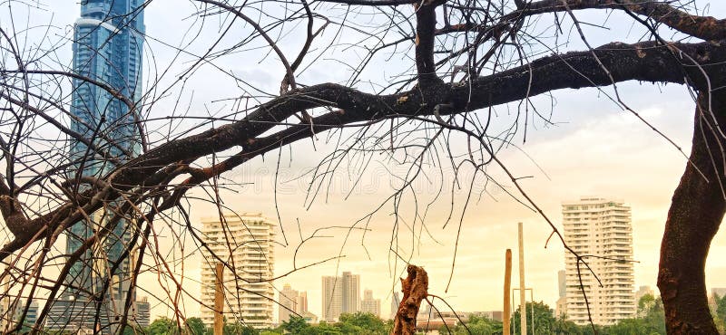 The Dead Trees in the City. Stock Image - Image of plant, winter: 234634339