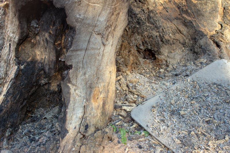 Burned an Dead Tree with Ashes Surrounding it Stock Image - Image of ...