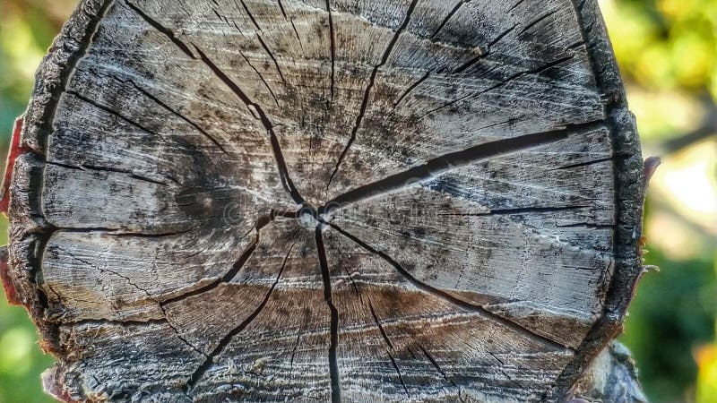 Tree stock image. Image of tree, growing, views, fruit - 131649495