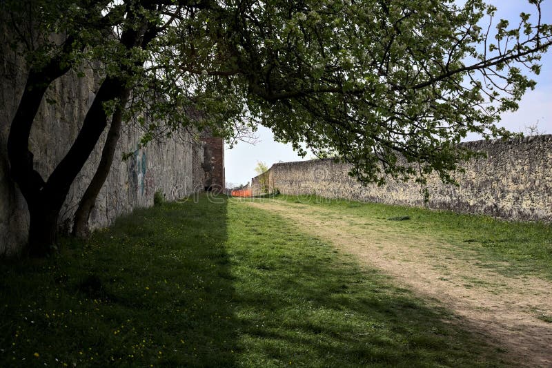 Tree in a Dirt Path between Boundary Walls in a Park by the Hillside ...