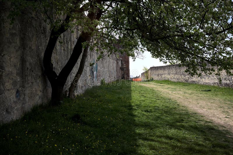 Tree in a Dirt Path between Boundary Walls in a Park by the Hillside ...