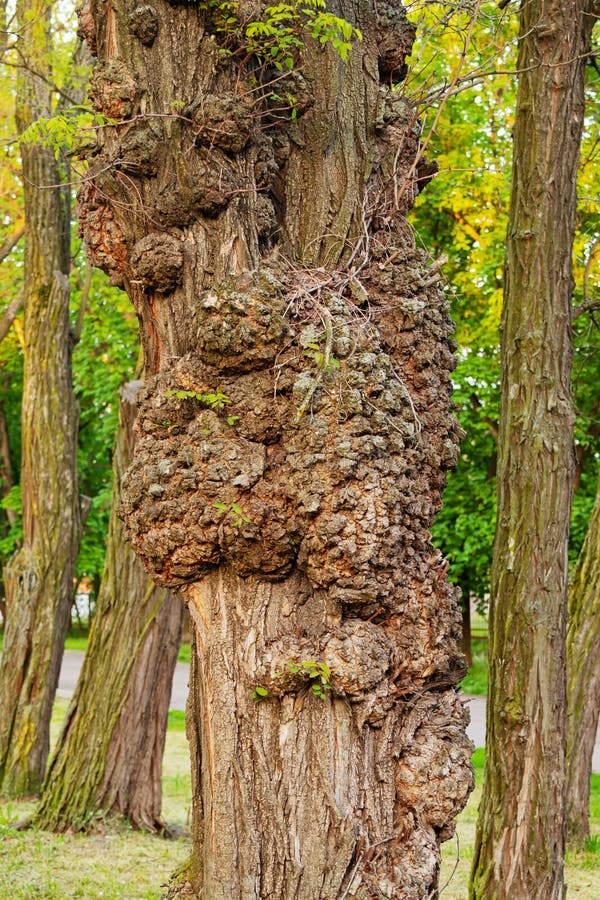 Tree Disease in the Form of Growth and Deformed Trunk Stock Image ...