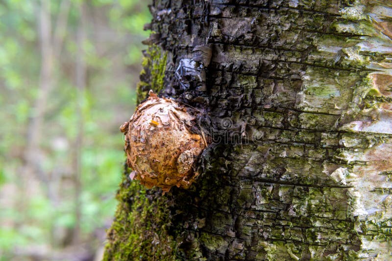 Tree Disease in the Form of a Growth on the Surface of the Trunk ...
