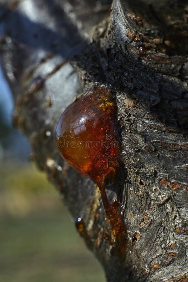 Tree disease on the trunk stock image. Image of cherry - 206214205