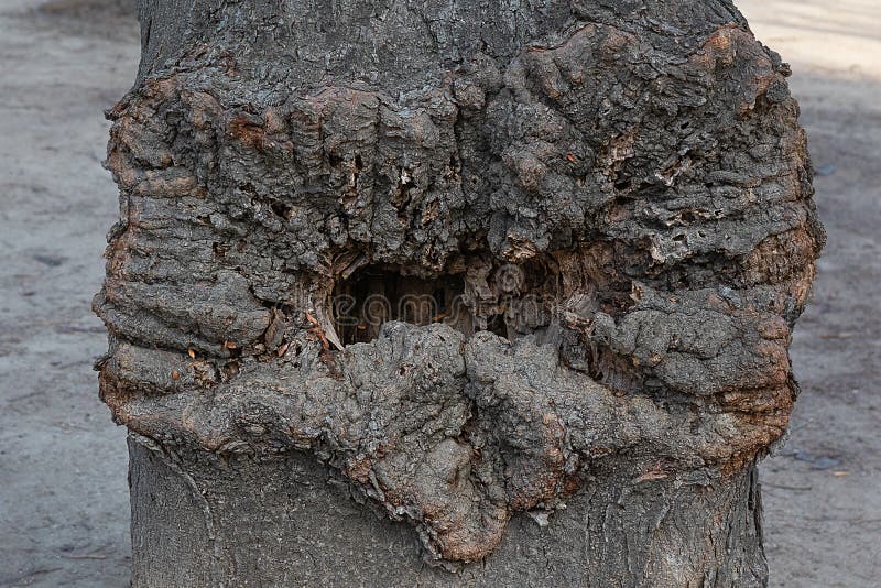 Tree Diseases. Trunk Tree with Deformed Bark in a City Park Stock Image ...