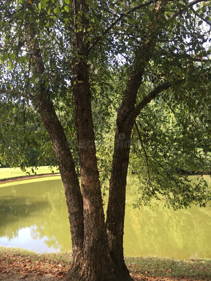 Tree with Divided Trunks stock image. Image of pond, trunks - 77798555