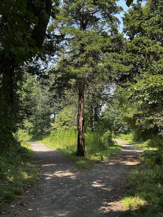 Tree Divides Sandy Trail in Two Stock Image - Image of adventure, tree ...