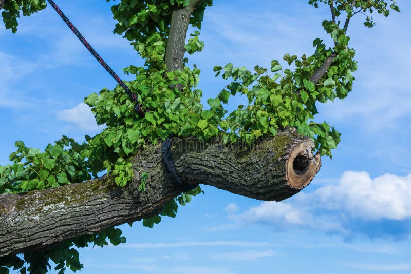 Tree doctor stock image. Image of maintenance, flora - 43928195