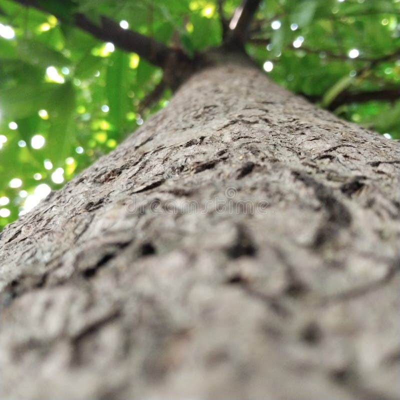 Tree Doctor stock image. Image of doctor, outside, green - 318594557