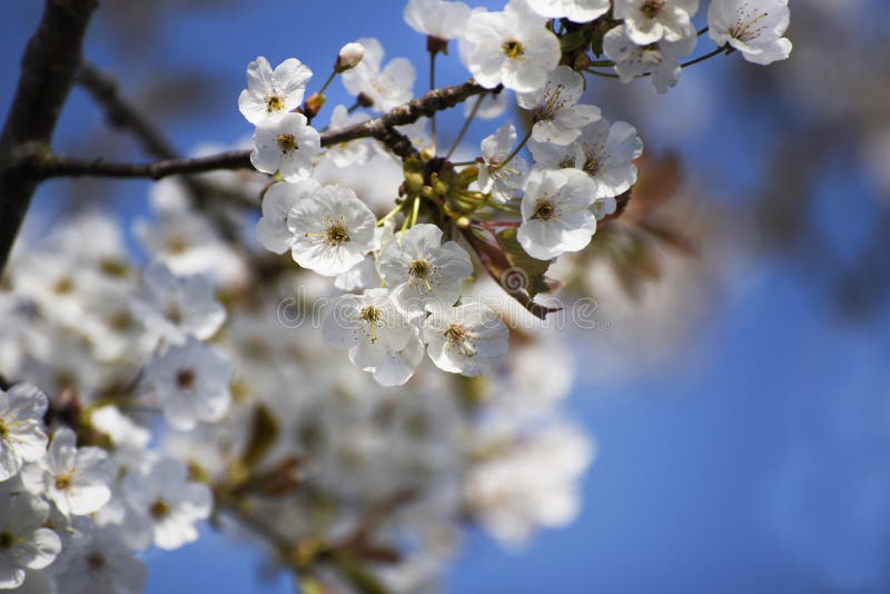 This White Blossom is on a Japanese Cherry Tree Stock Image - Image of ...