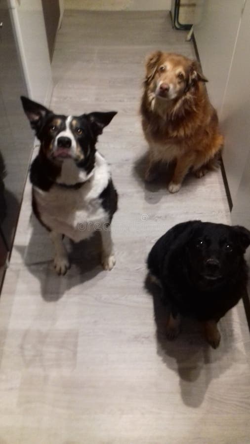 Tree Dogs Waiting or Snacks Stock Photo - Image of cute, dogs: 172865292