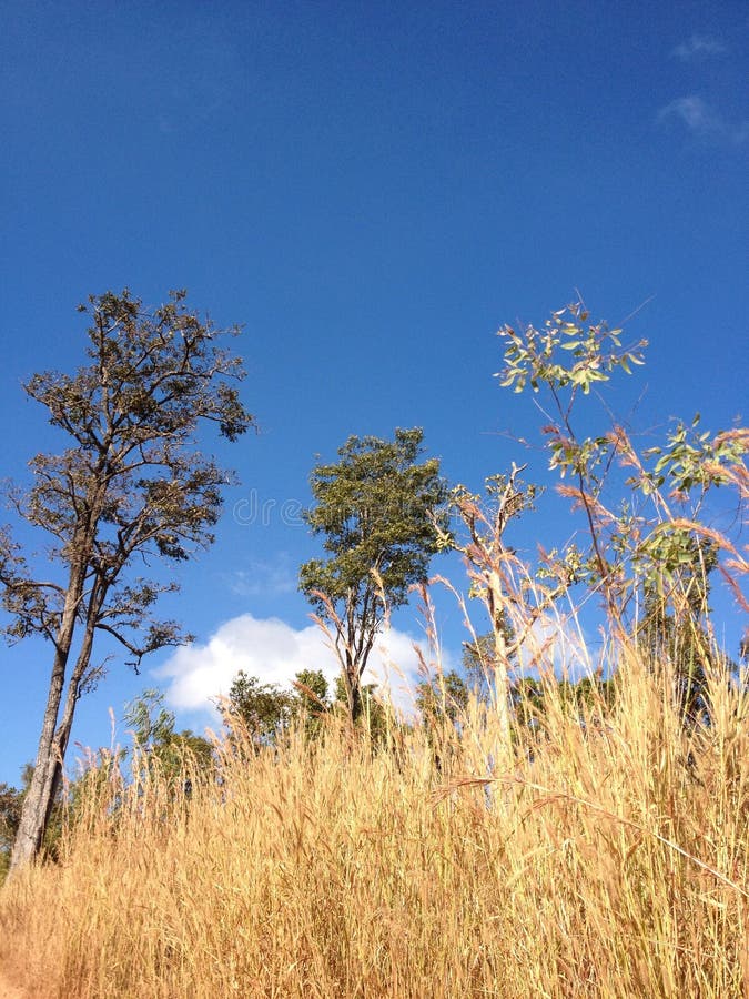 Tree stock photo. Image of travel, loie - 42615680