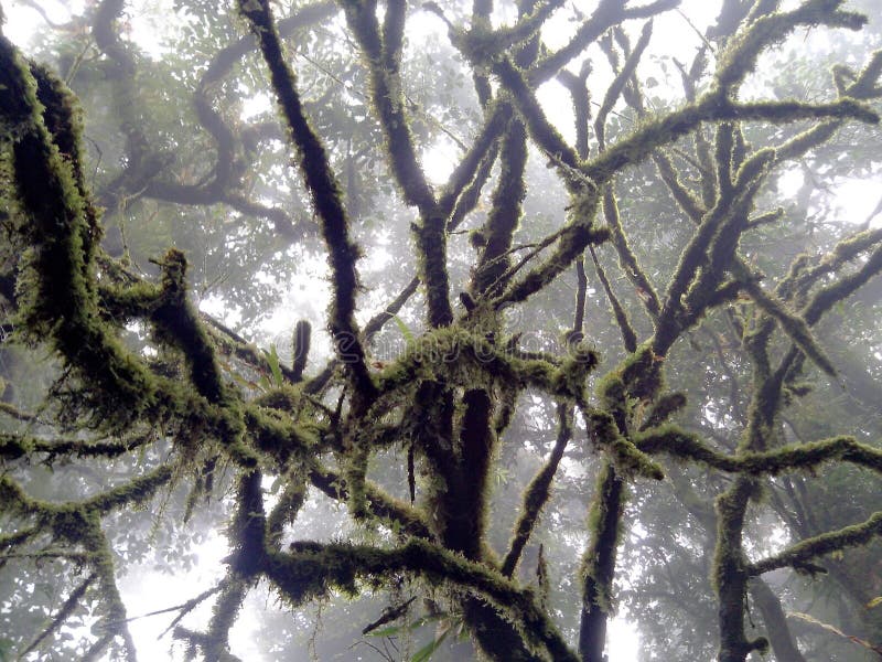 Tree on Doi-Inthanon stock image. Image of tree, arbor - 49606305